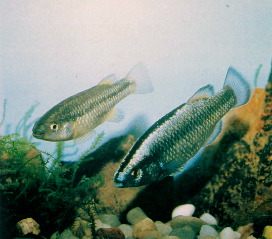 Crenichthys cf. baileyi | goodeidworkinggroup.com